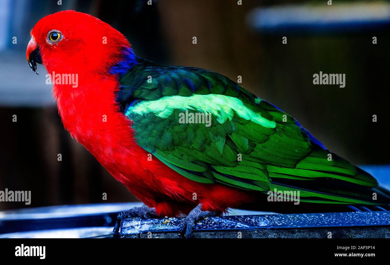 Eclectus parrot solomon islands hi-res stock photography and images - Alamy