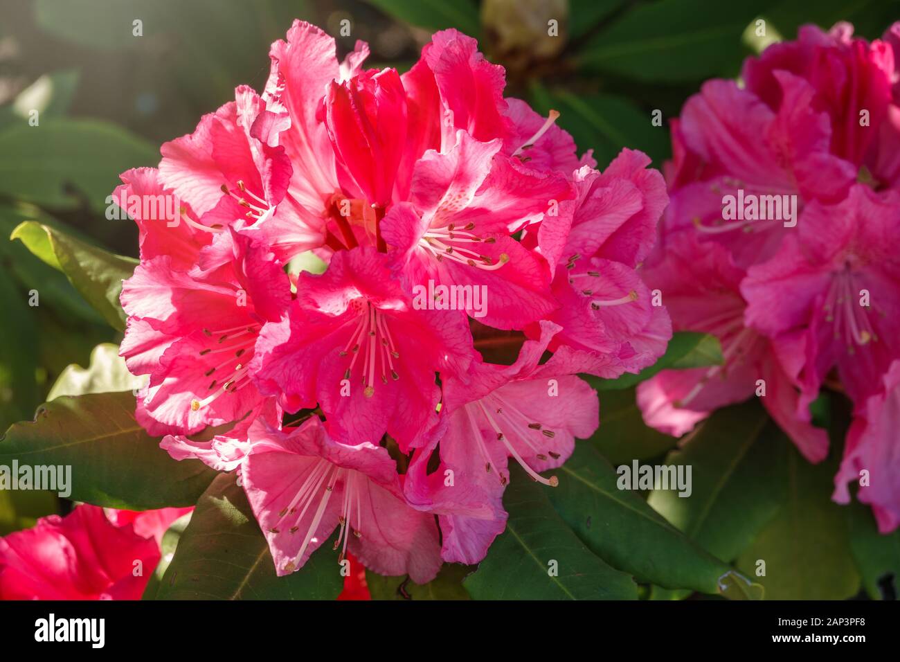 Red azalea flowers in the sunset light. Hybrid Azalea, Rhododendron ...