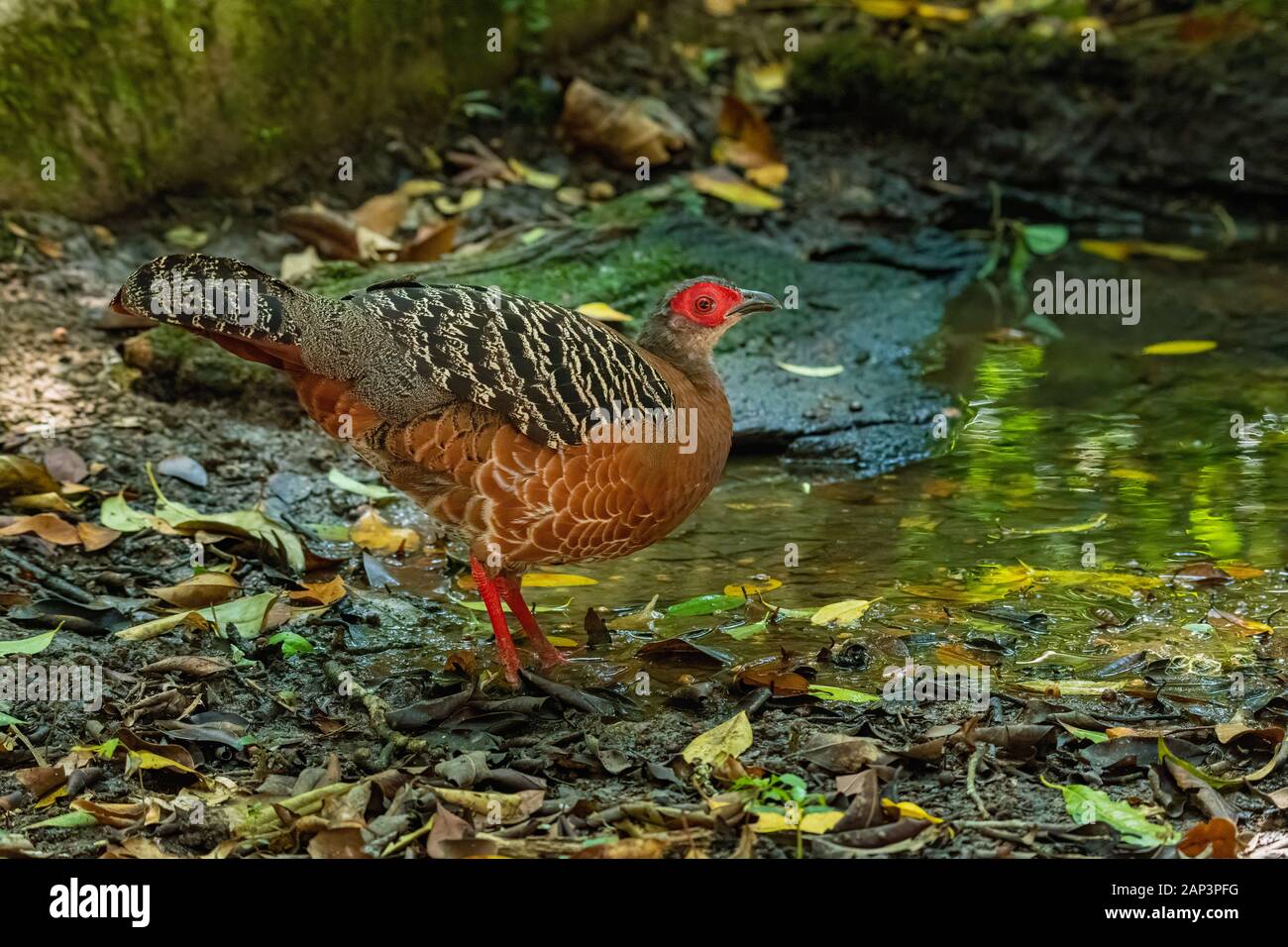 Female Siamese Fireback standing near small pond to drink water Stock ...