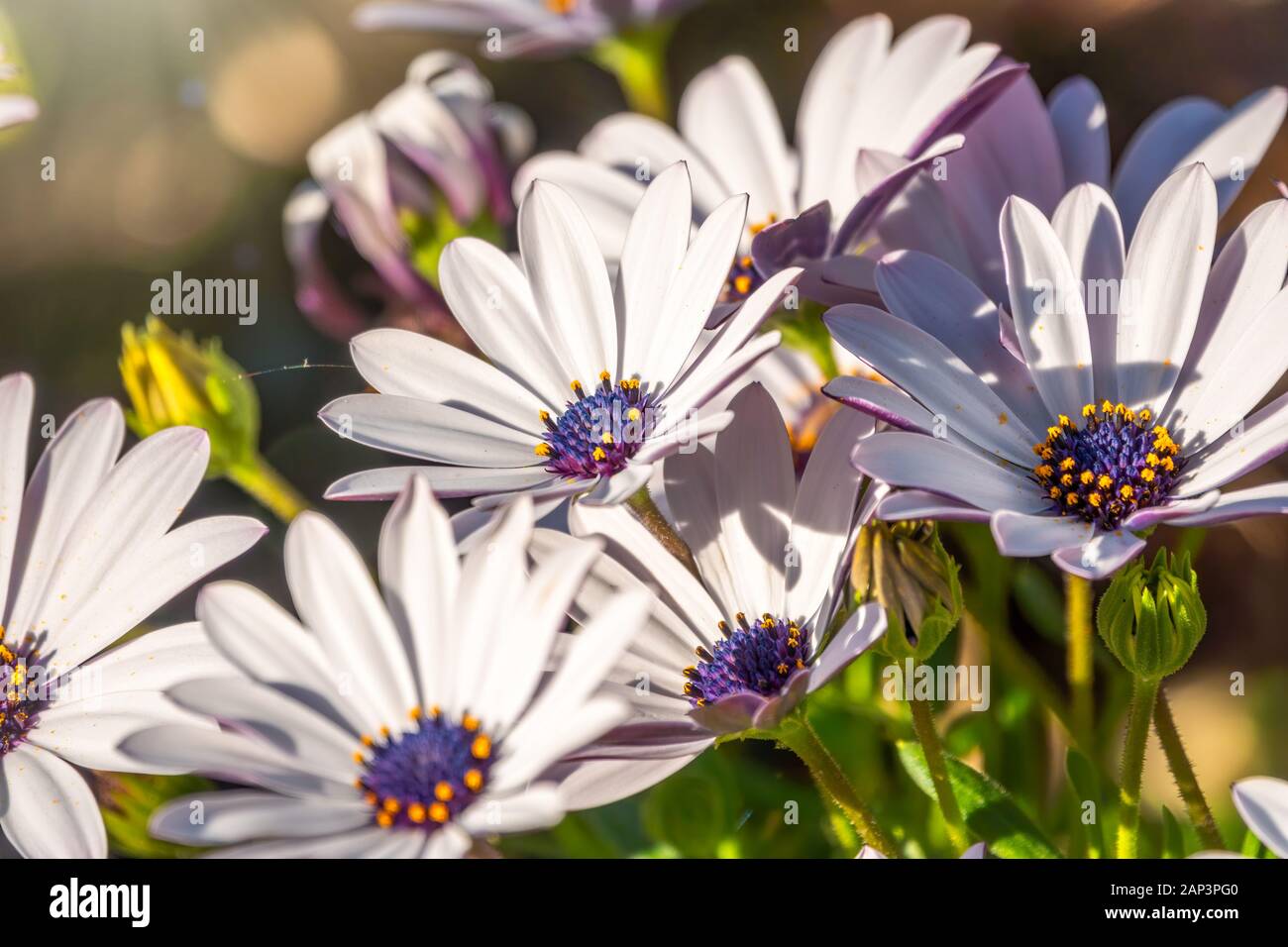 White garden flower Arctotis with blurry background. White gousblom, or ...