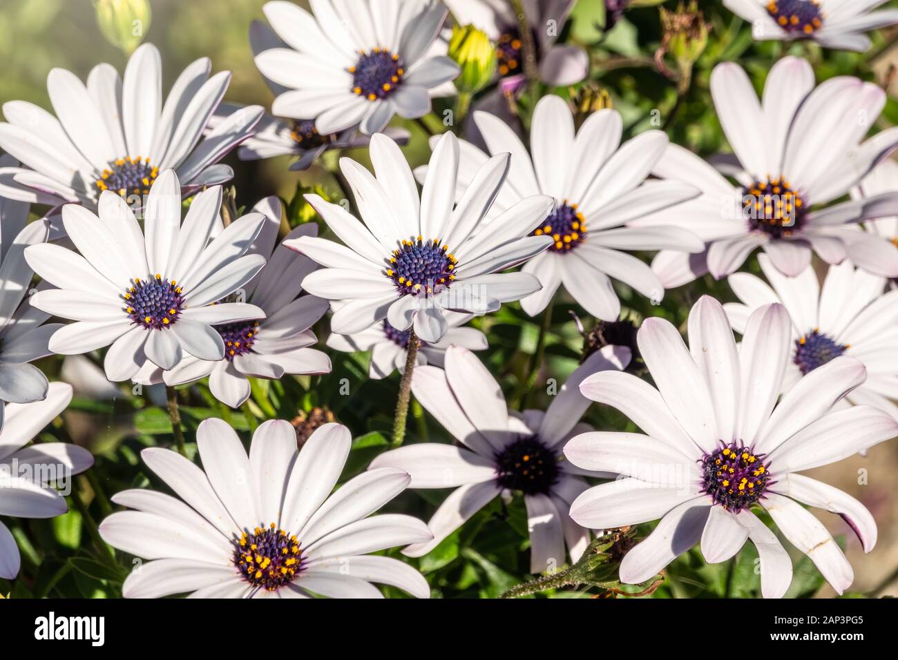 White garden flower Arctotis with blurry background. White gousblom, or ...