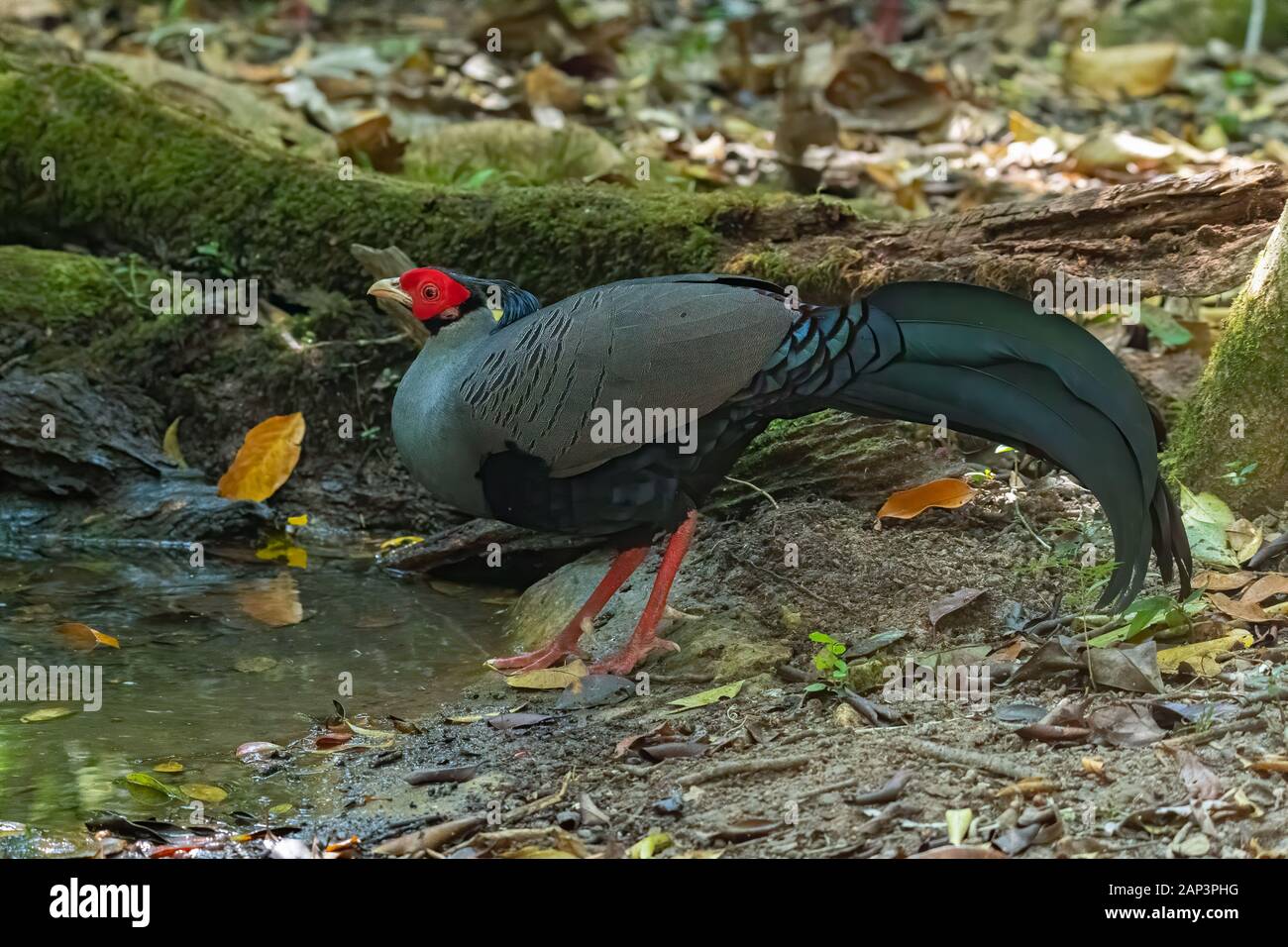 Male Siamese Fireback standing near small pond to drink water Stock ...