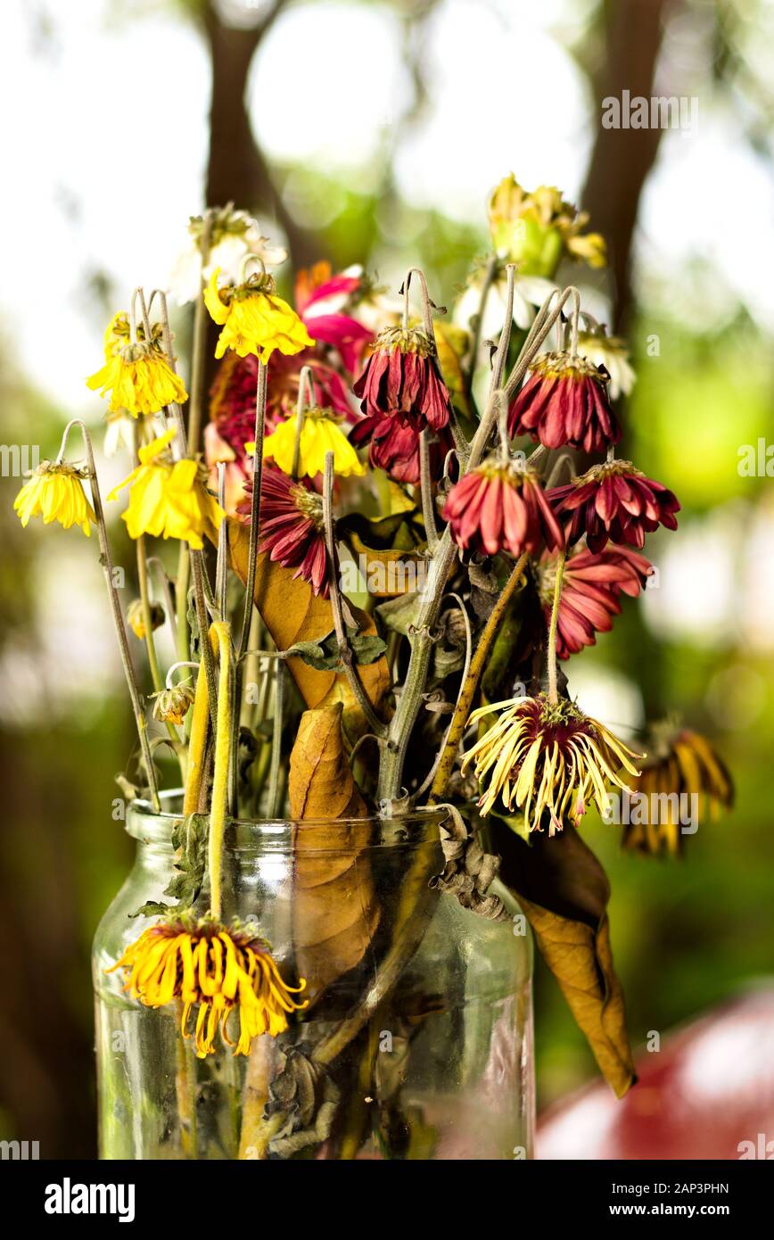 Wilted flowers hi-res stock photography and images - Alamy