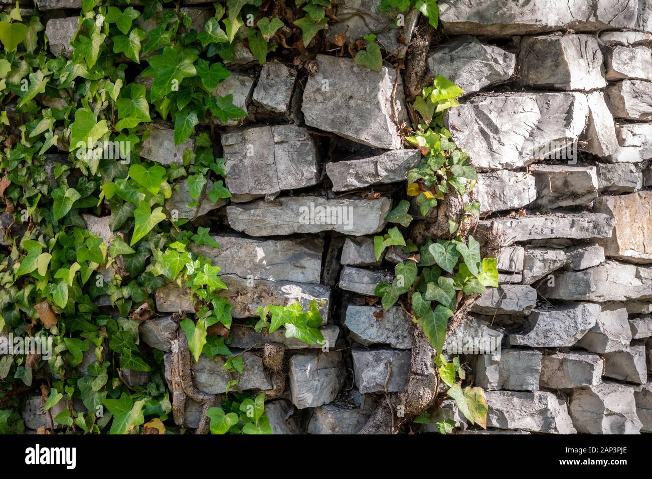 Ancient stone wall overgrown with grass. The texture of the old wall ...