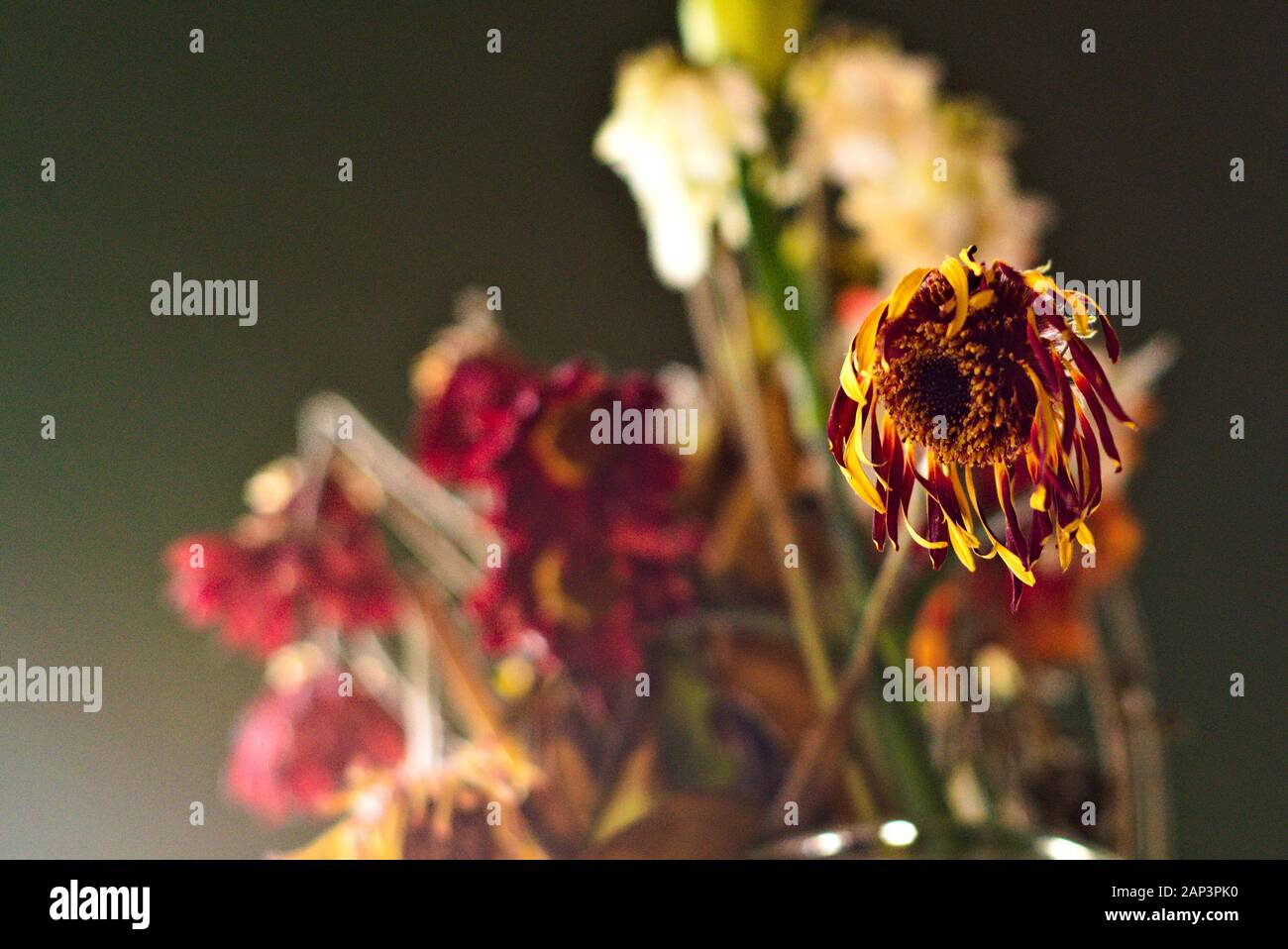 Dead flower arrangement hi-res stock photography and images - Alamy