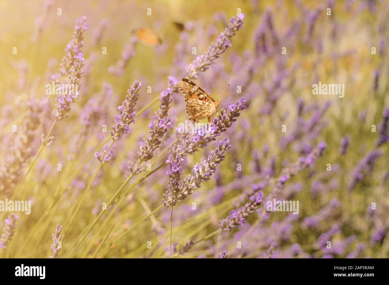 Butterfly sitting on lavender. Beautiful purple lavender field Stock ...