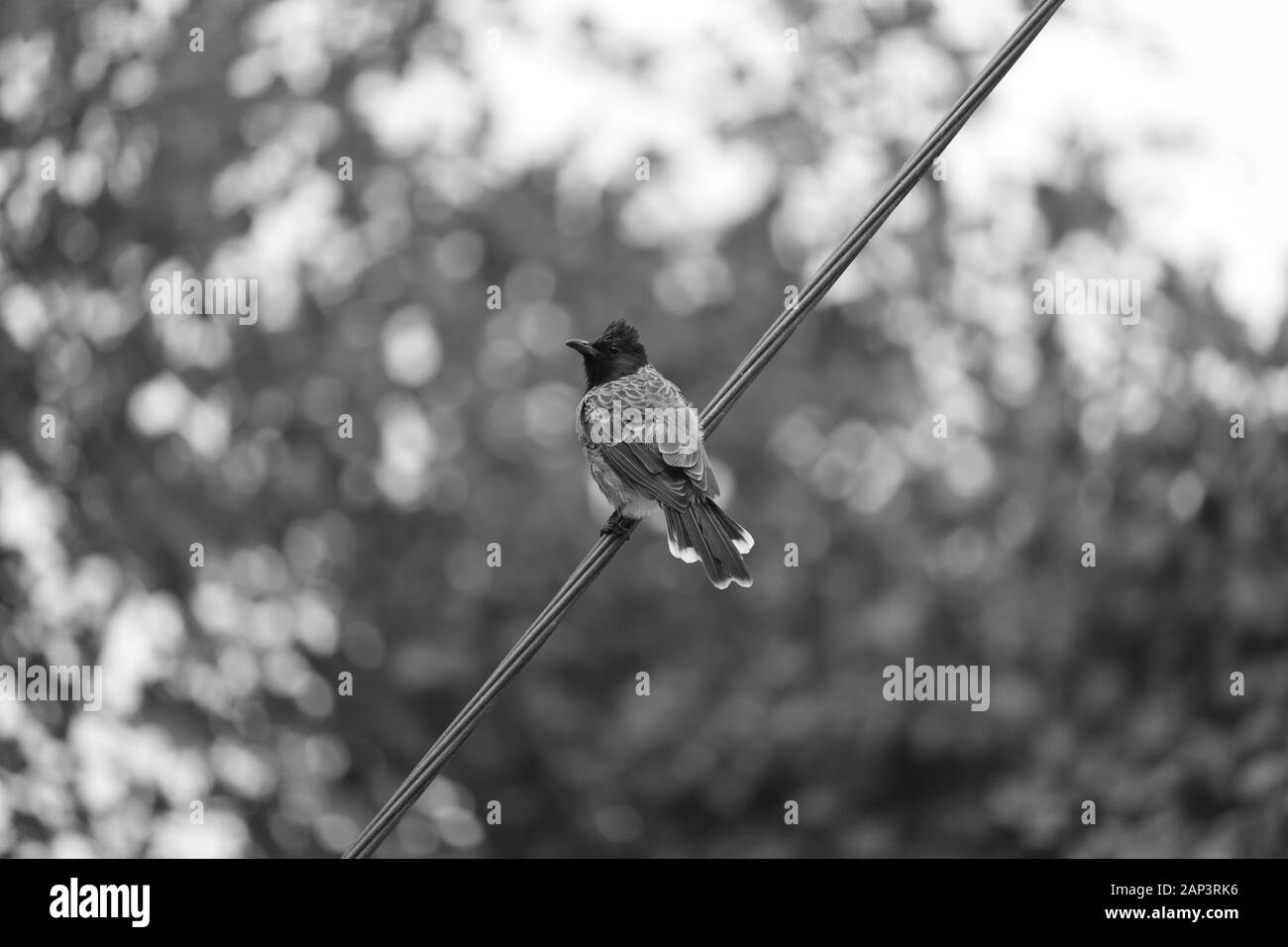 Red brown bird Black and White Stock Photos & Images - Alamy