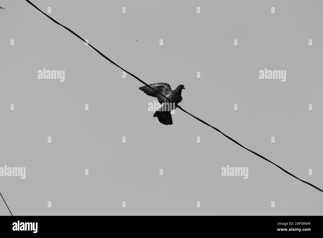 silhouette pigeon bird on the wire cable in black and white background ...