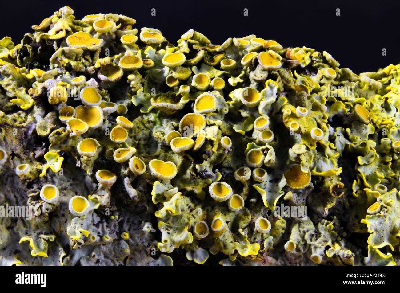 Macro of lichen for natural pattern background or wallpaper Stock Photo ...