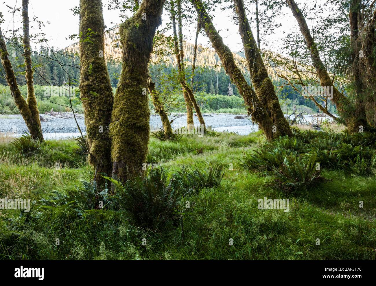 A grassy clearing along the Hoh river, Hoh Rain Forest, Olympic ...