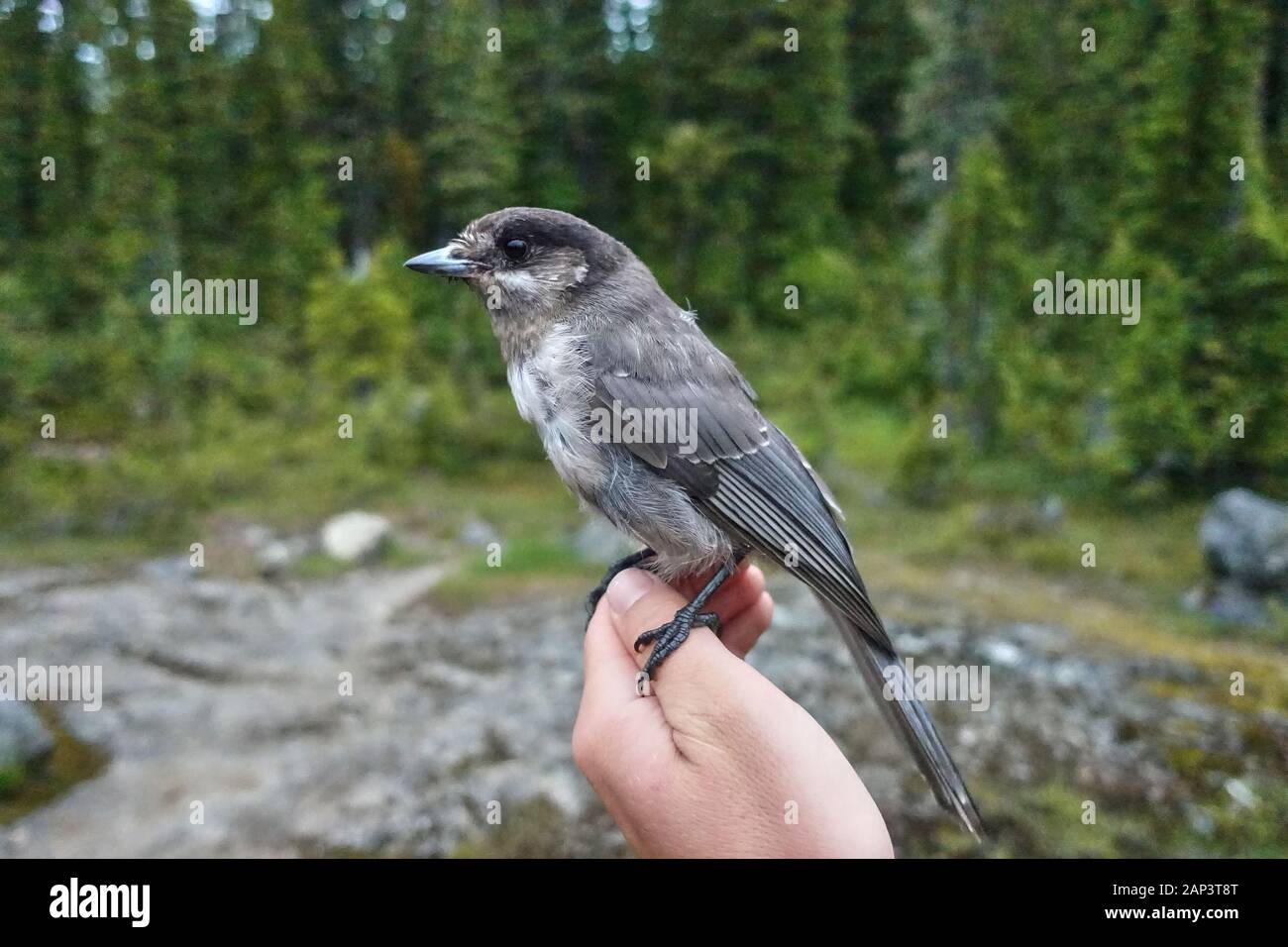 An alpine forest with wildlife Stock Photo - Alamy