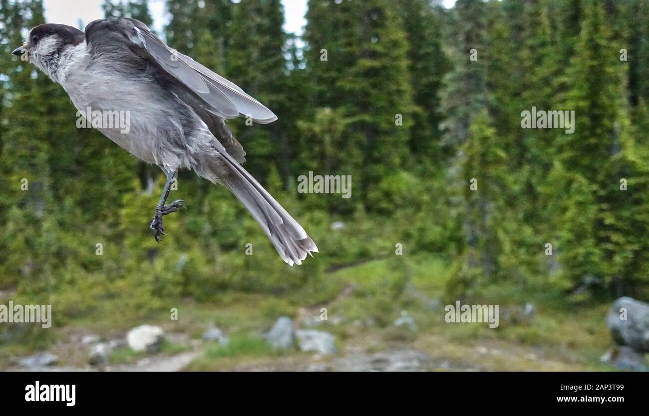 An alpine forest with wildlife Stock Photo - Alamy
