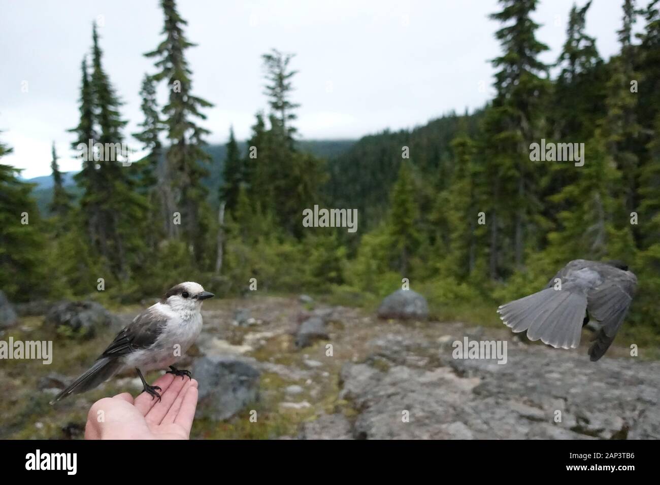 An alpine forest with wildlife Stock Photo - Alamy