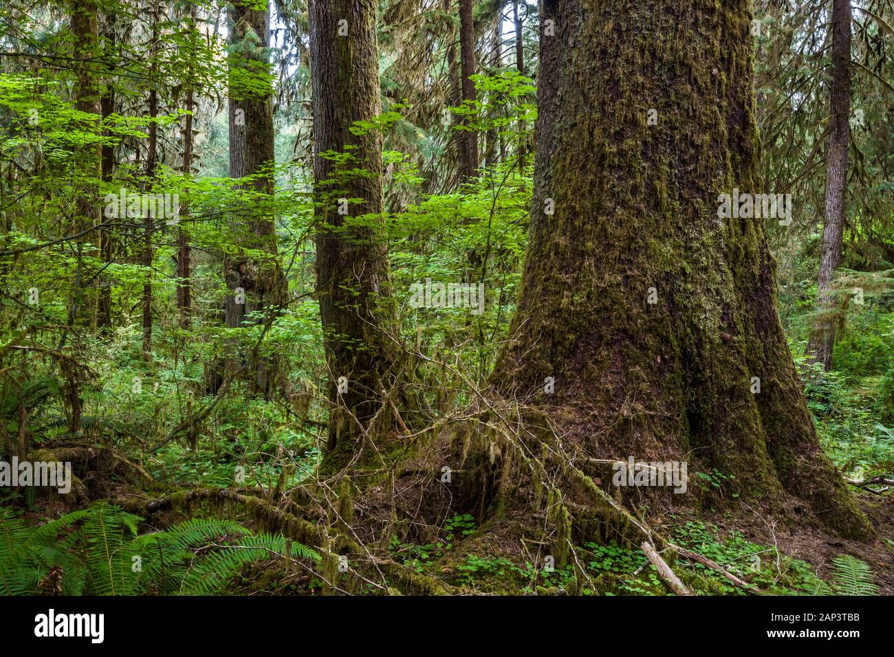 A Sitka Spruce Tree trunk rises from the forest floor, Hoh Rainforest ...