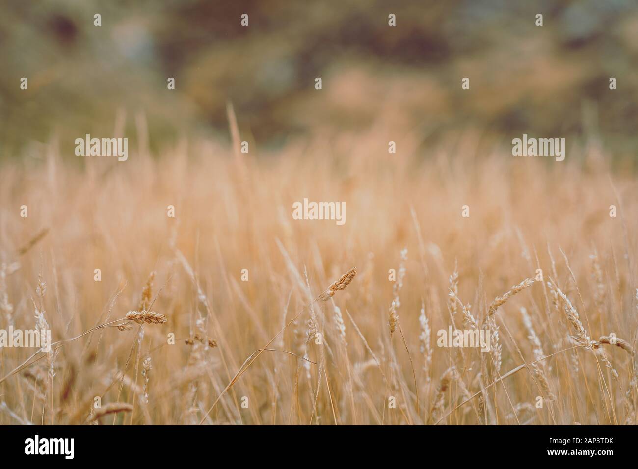 Pampas Grass Field in wellington, new zealand Stock Photo - Alamy