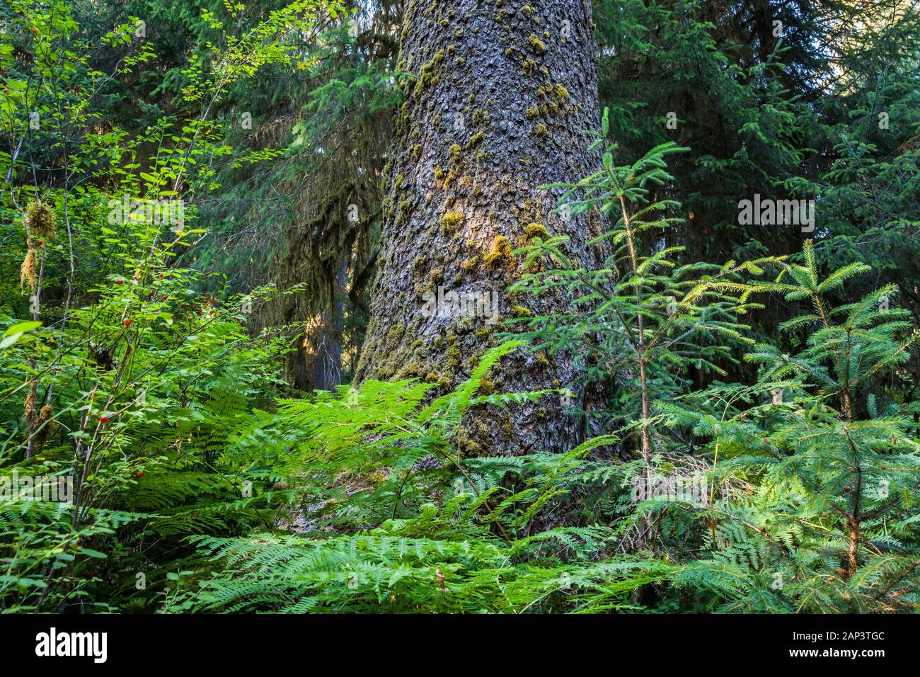 Sitka spruce tree hi-res stock photography and images - Alamy