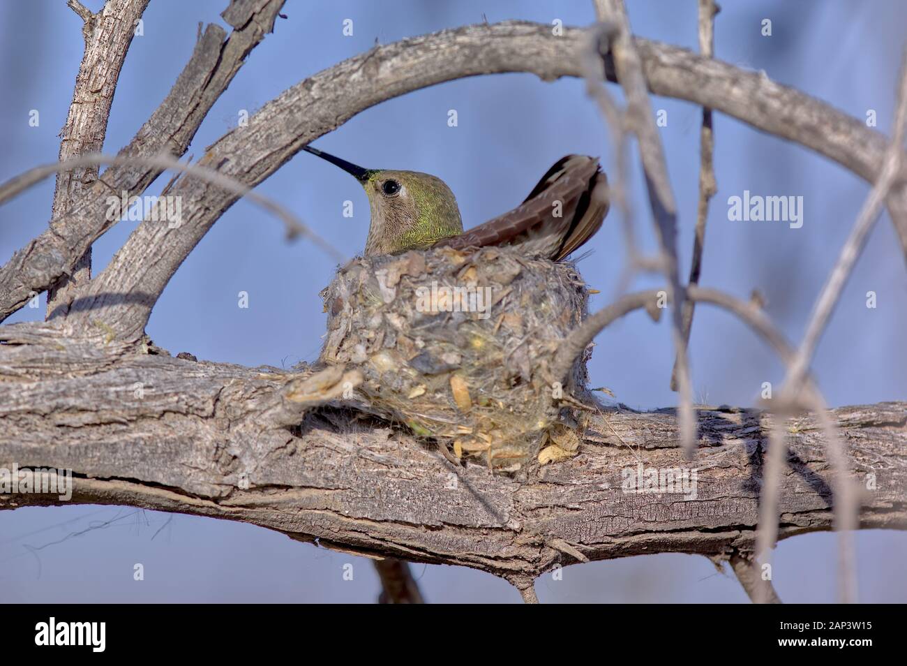 A female Annas Hummingbird, native to Arizona, sitting on her nest ...