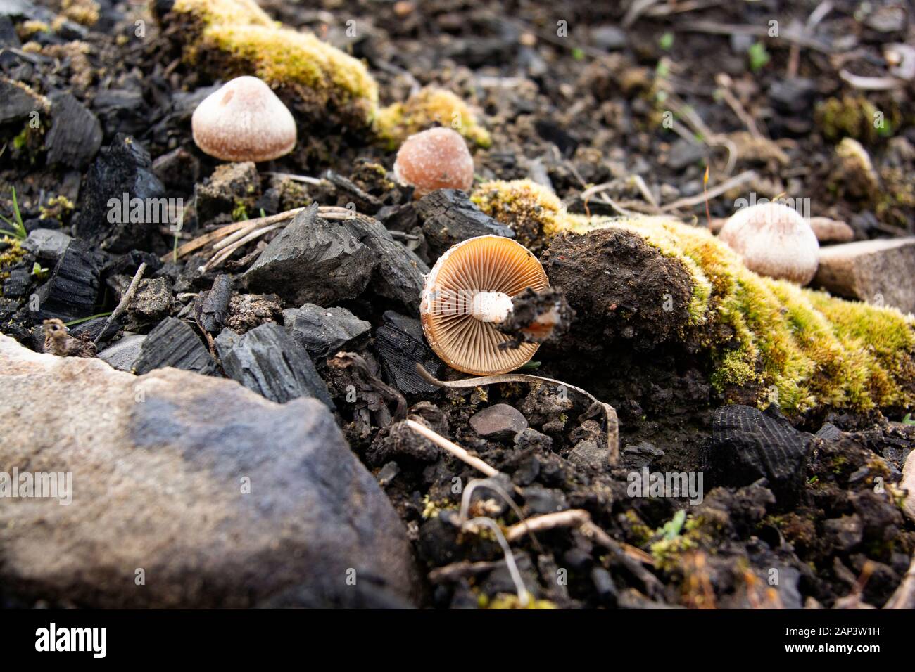 Pyrophilous fungi hi-res stock photography and images - Alamy