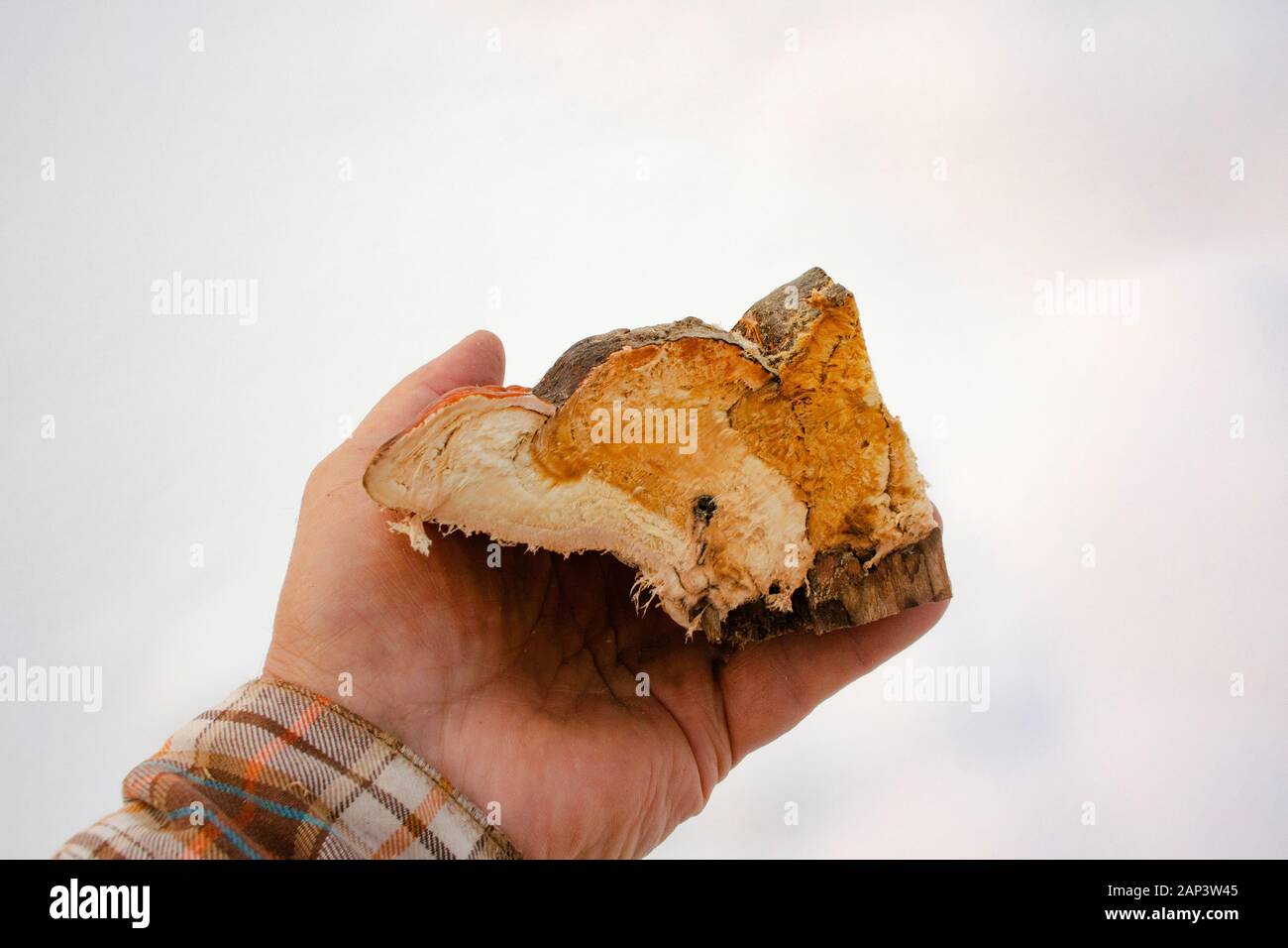 Birch log cross section hi-res stock photography and images - Alamy
