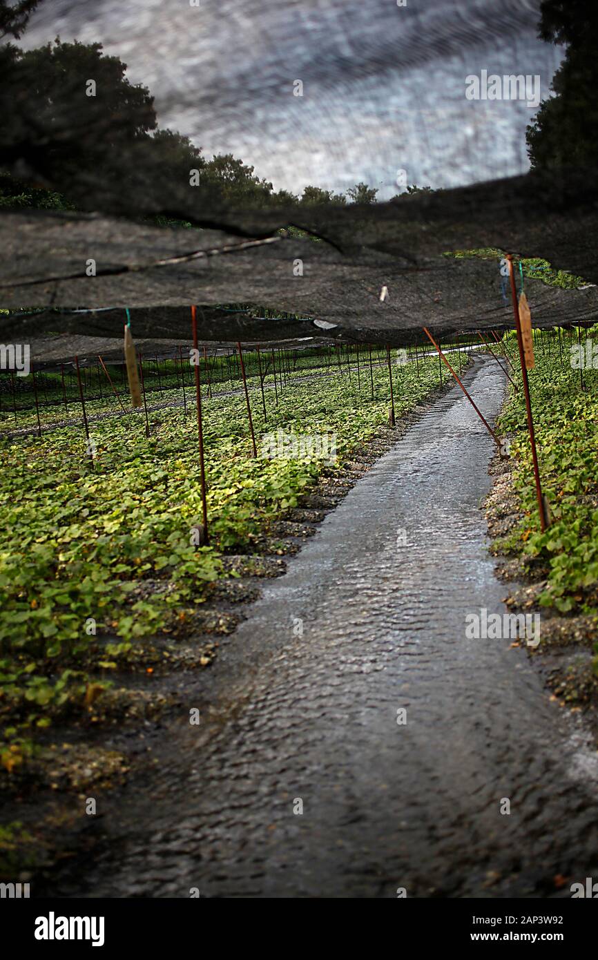 Wasabi farming hi-res stock photography and images - Alamy