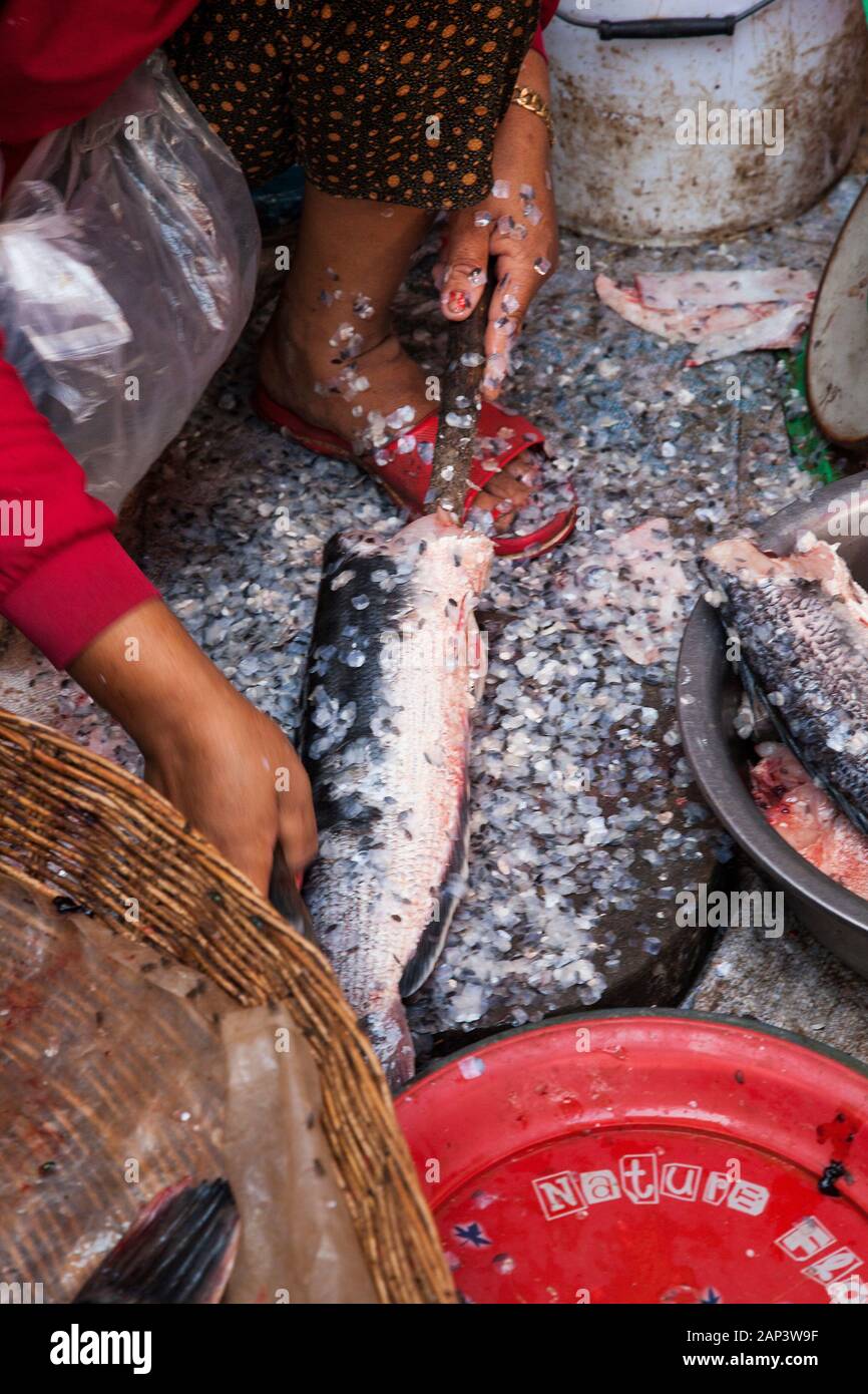 Fish with scales hi-res stock photography and images - Alamy