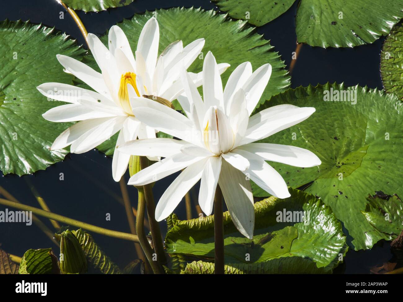 Filled with water lilies, a waterway at the Centenary Lakes in tropical ...