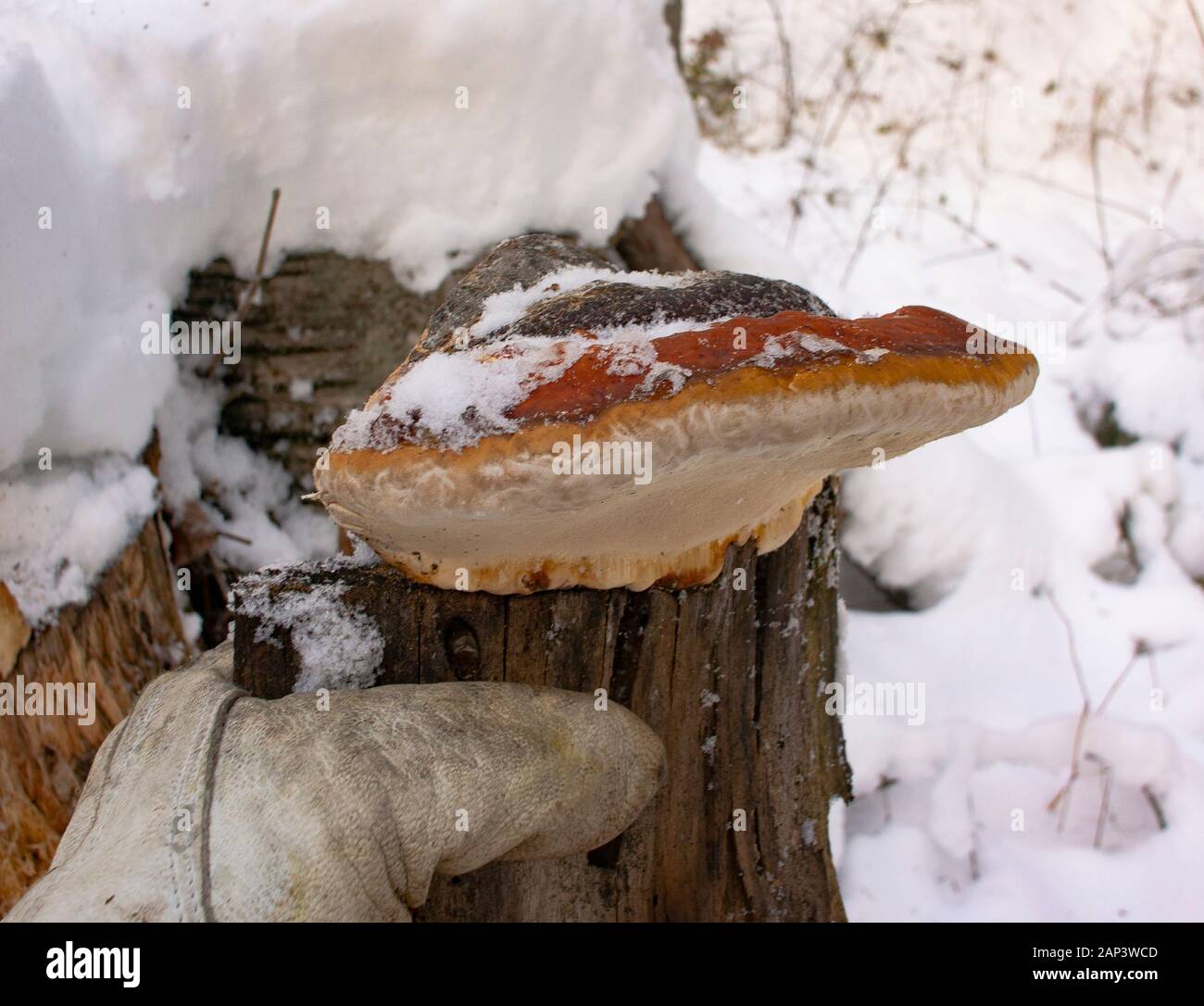 Red Belt Conk (Fomitopsis pinicola) fungus in the snow, growing on a ...