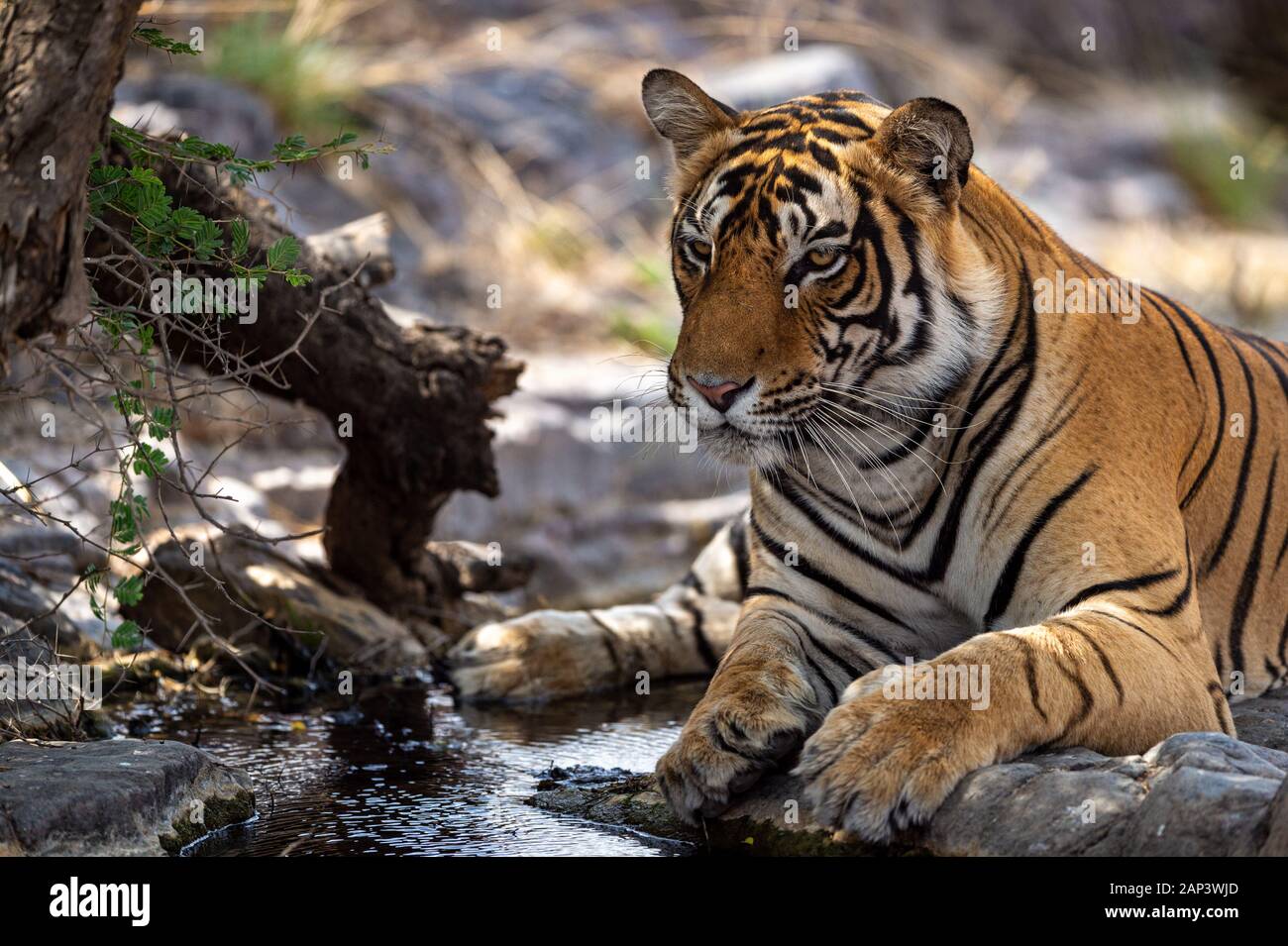 Wild male tiger cooling off in water during hot summer season at ...