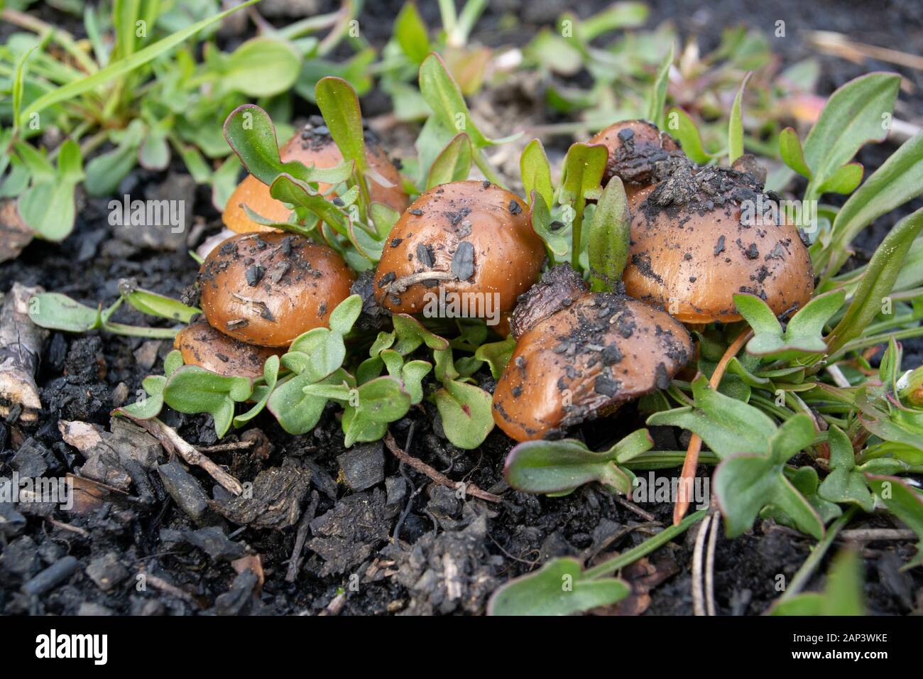 Pyrophilous fungi hi-res stock photography and images - Alamy