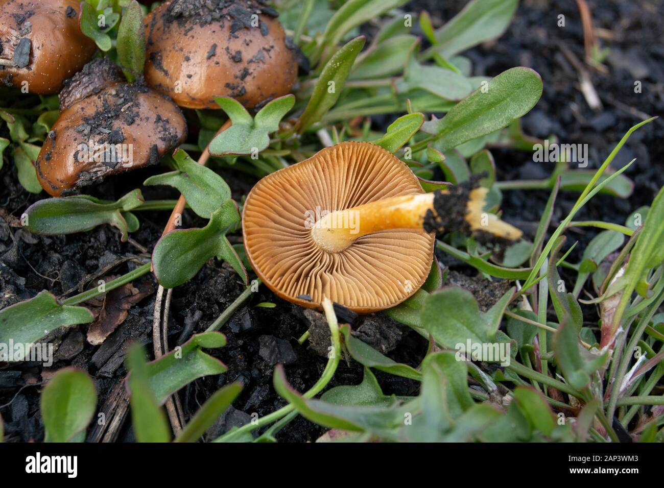 Pyrophilous fungi hi-res stock photography and images - Alamy