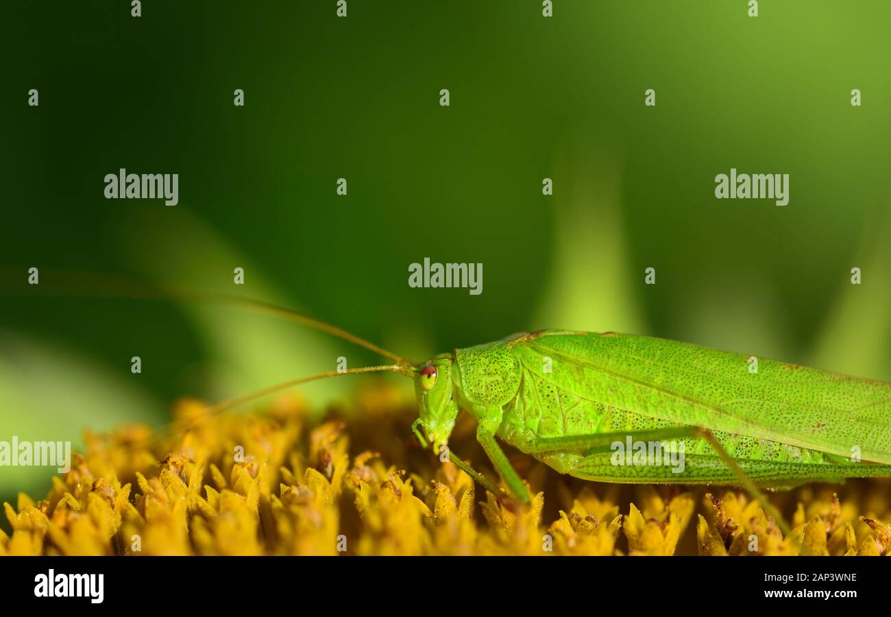Bright green grasshopper hi-res stock photography and images - Alamy