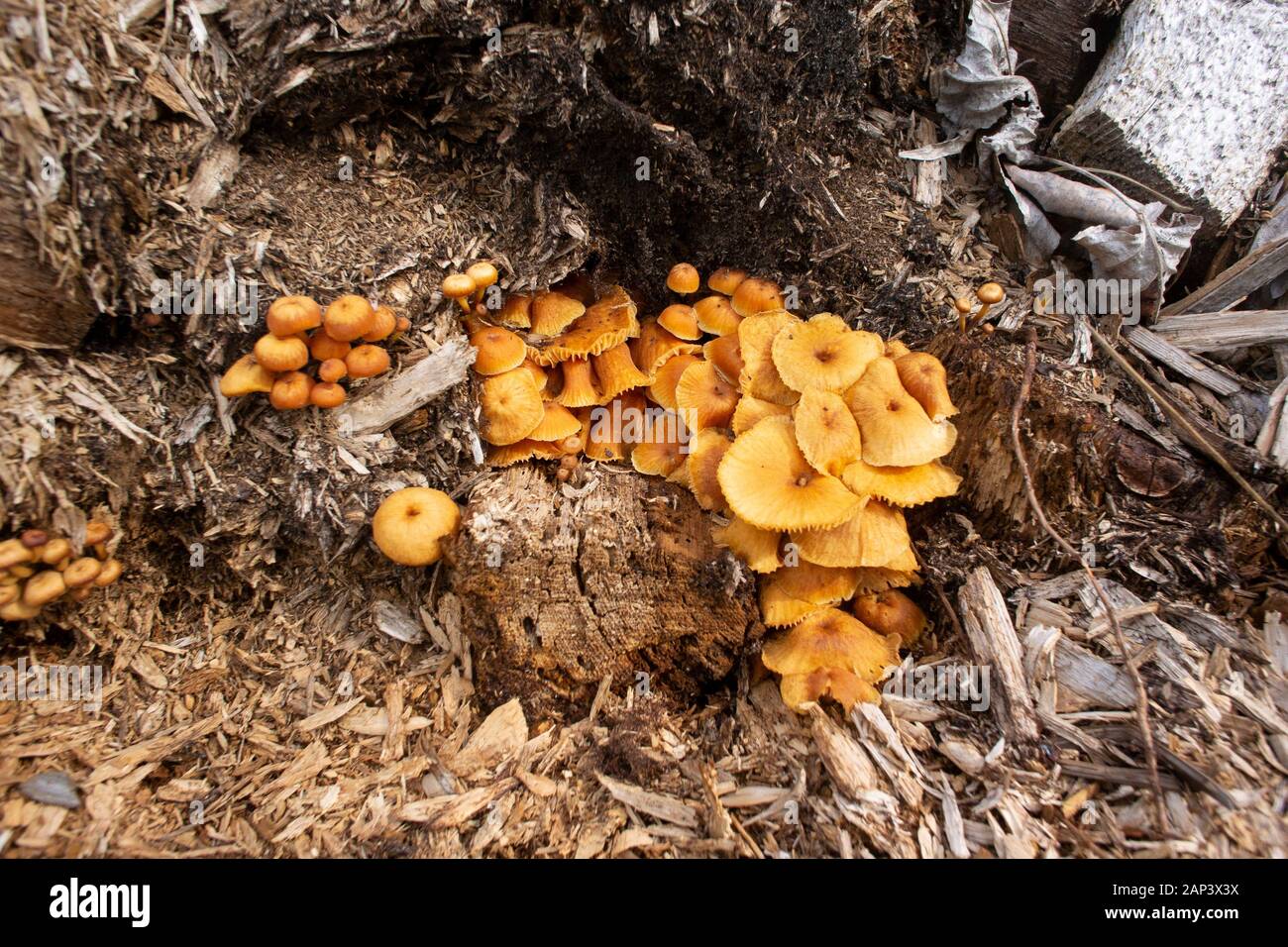 Campanella species hi-res stock photography and images - Alamy