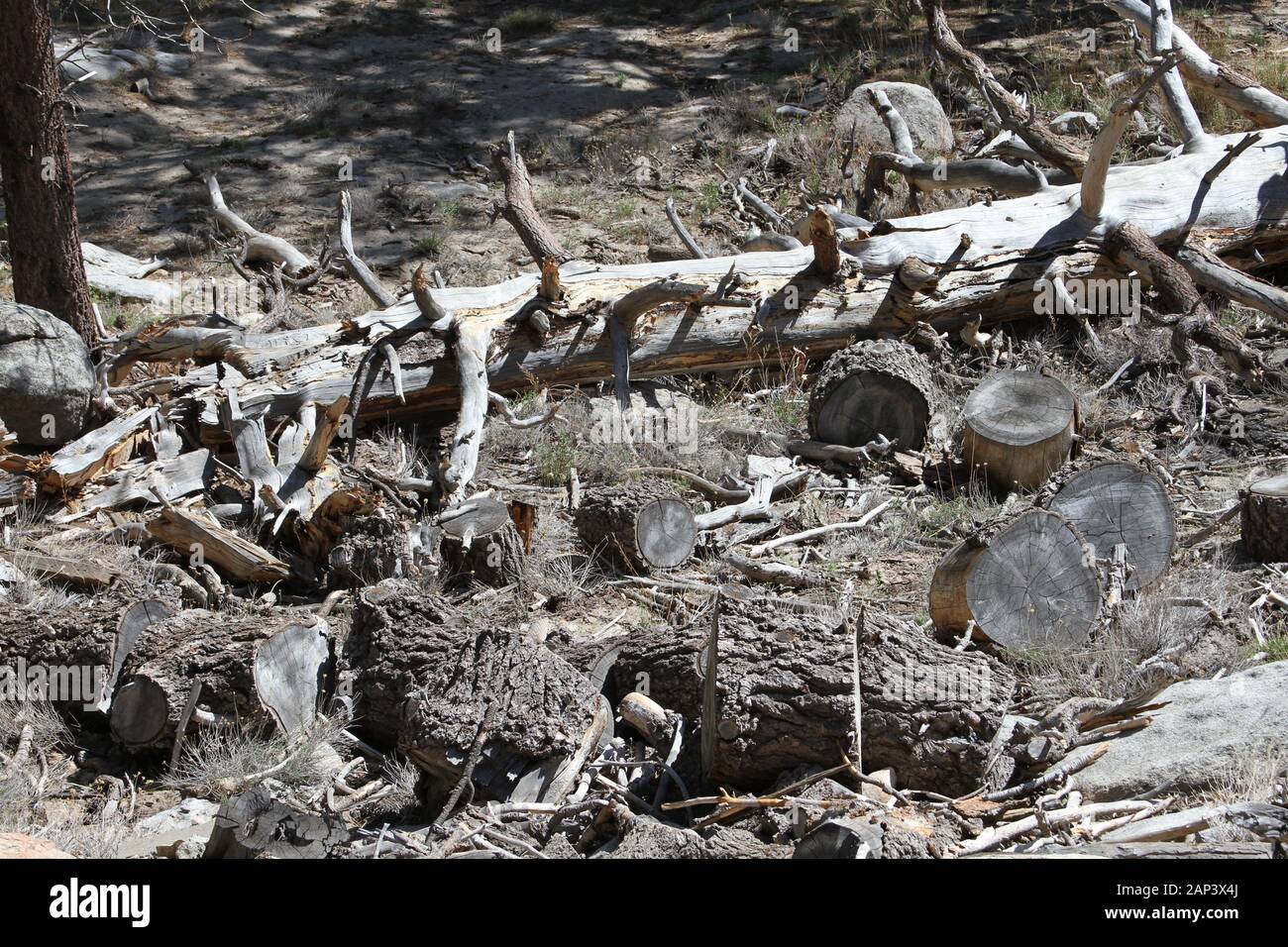 Artistic snapshot of rustic and fallen timber with various distinctive ...