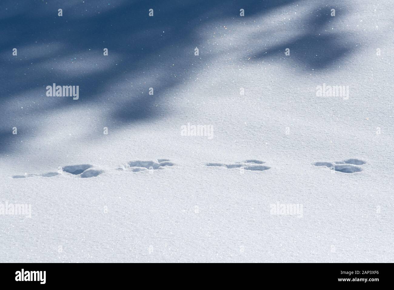 Rabbit tracks in snow hi-res stock photography and images - Alamy