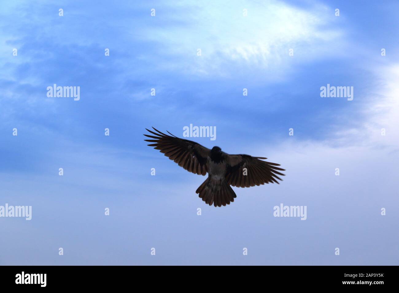 Closeup view of a flying crow bird lit by the camera flash over the sea ...