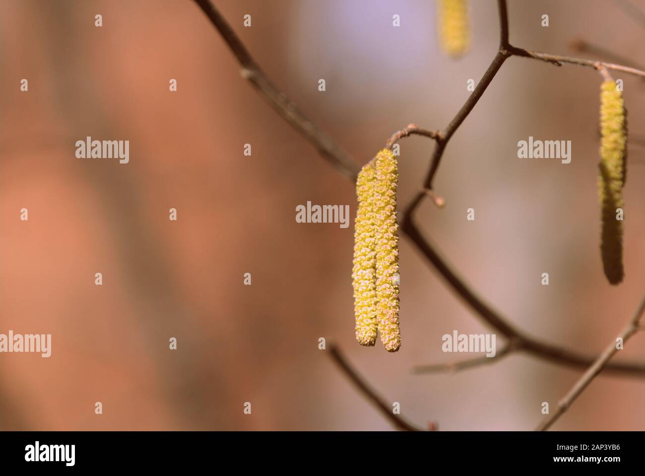 Blooming alder tree in spring day close-up. Retro style toned Stock ...