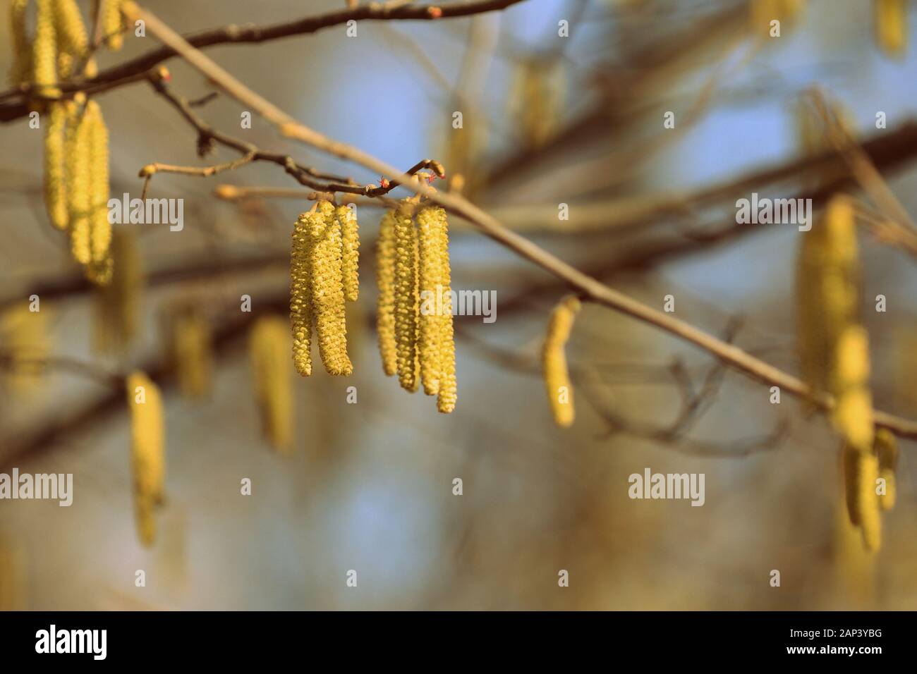 Blooming alder tree in spring day close-up. Retro style toned Stock ...