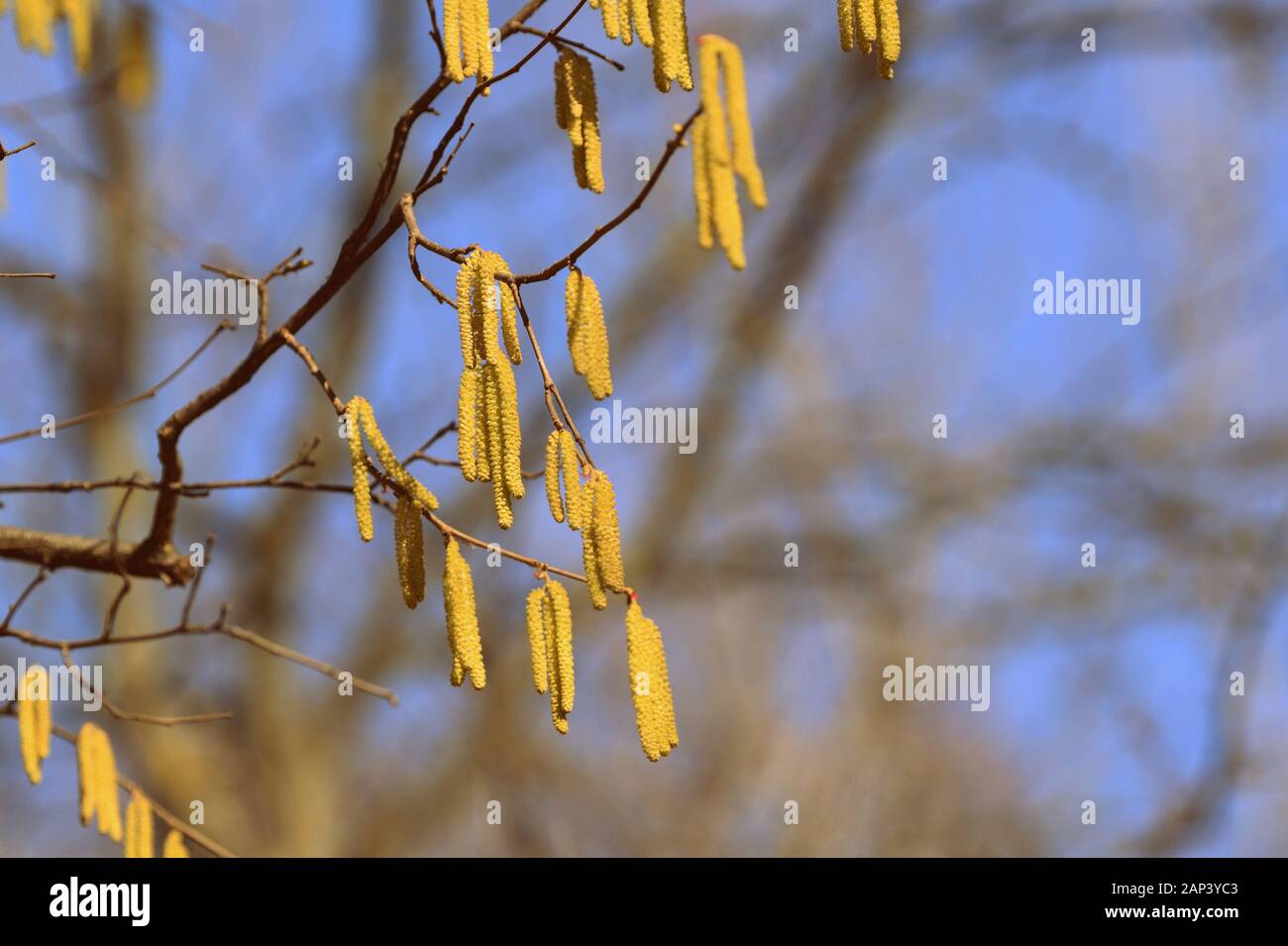 Blooming alder tree in spring day close-up. Retro style toned Stock ...