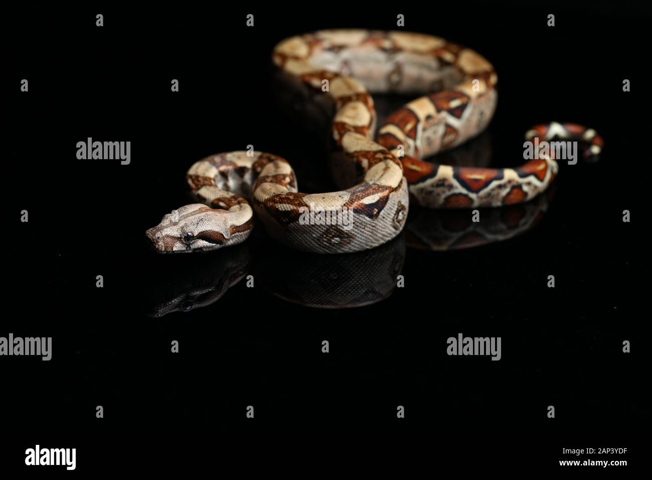 Common boa, Boa constrictor, isolated on black background Stock Photo ...