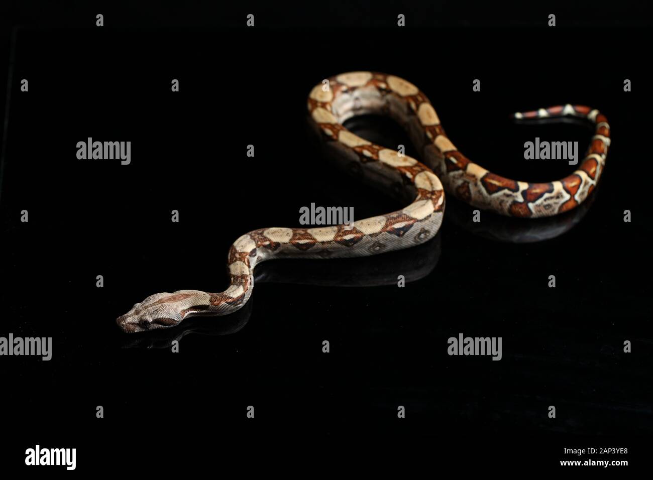 Common boa, Boa constrictor, isolated on black background Stock Photo ...