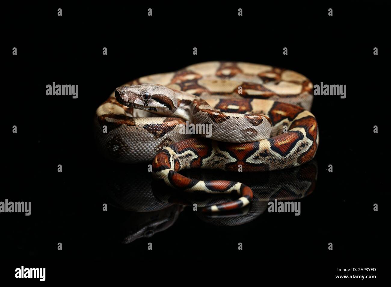 Common boa, Boa constrictor, isolated on black background Stock Photo ...