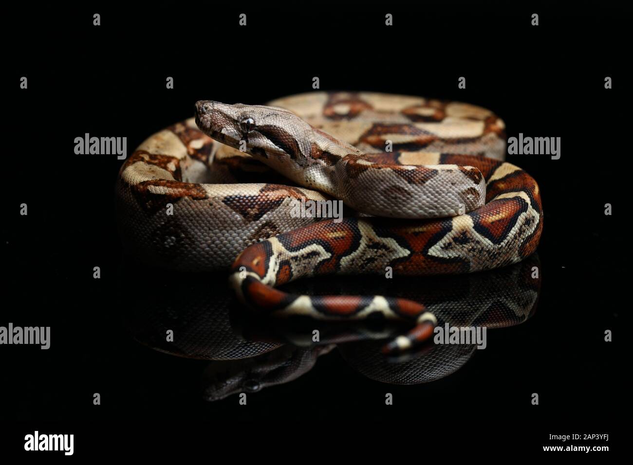 Common boa, Boa constrictor, isolated on black background Stock Photo ...