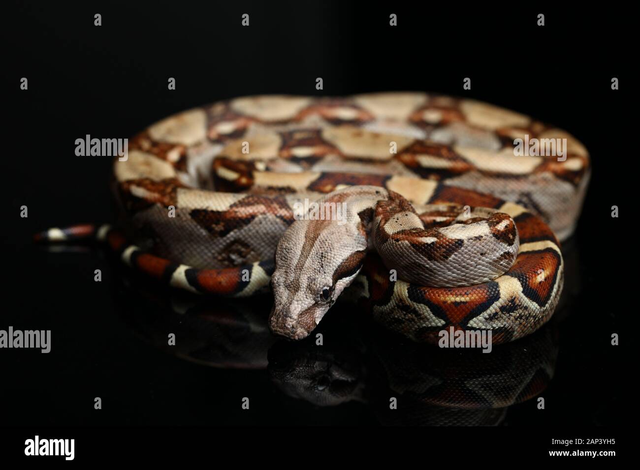 Common boa, Boa constrictor, isolated on black background Stock Photo ...