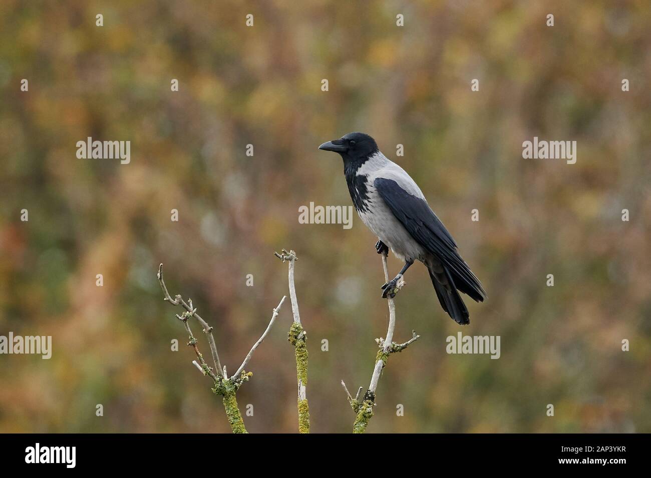 Hooded crow in its natural habitat in Denmark Stock Photo - Alamy