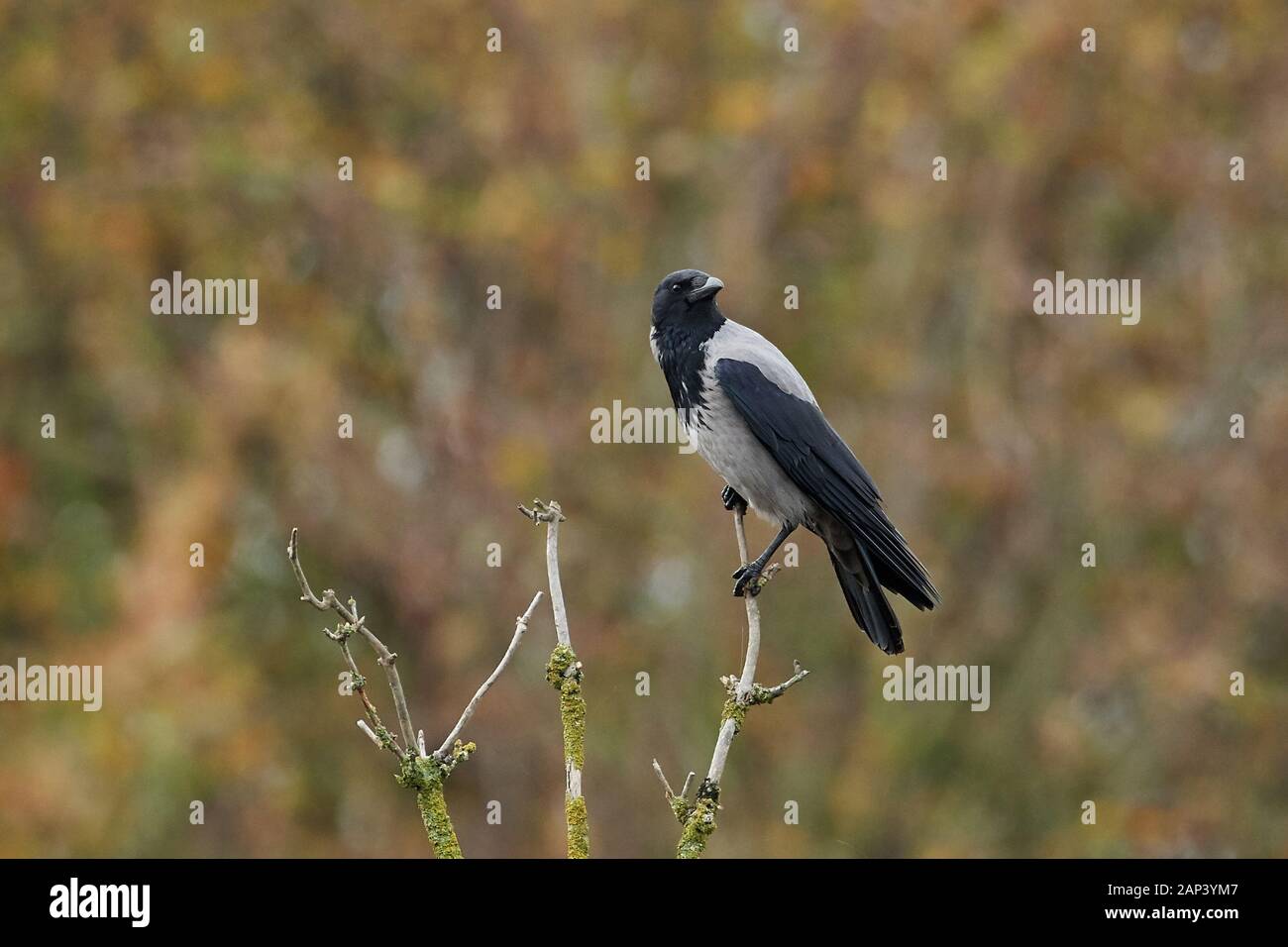Hooded crow in its natural habitat in Denmark Stock Photo - Alamy