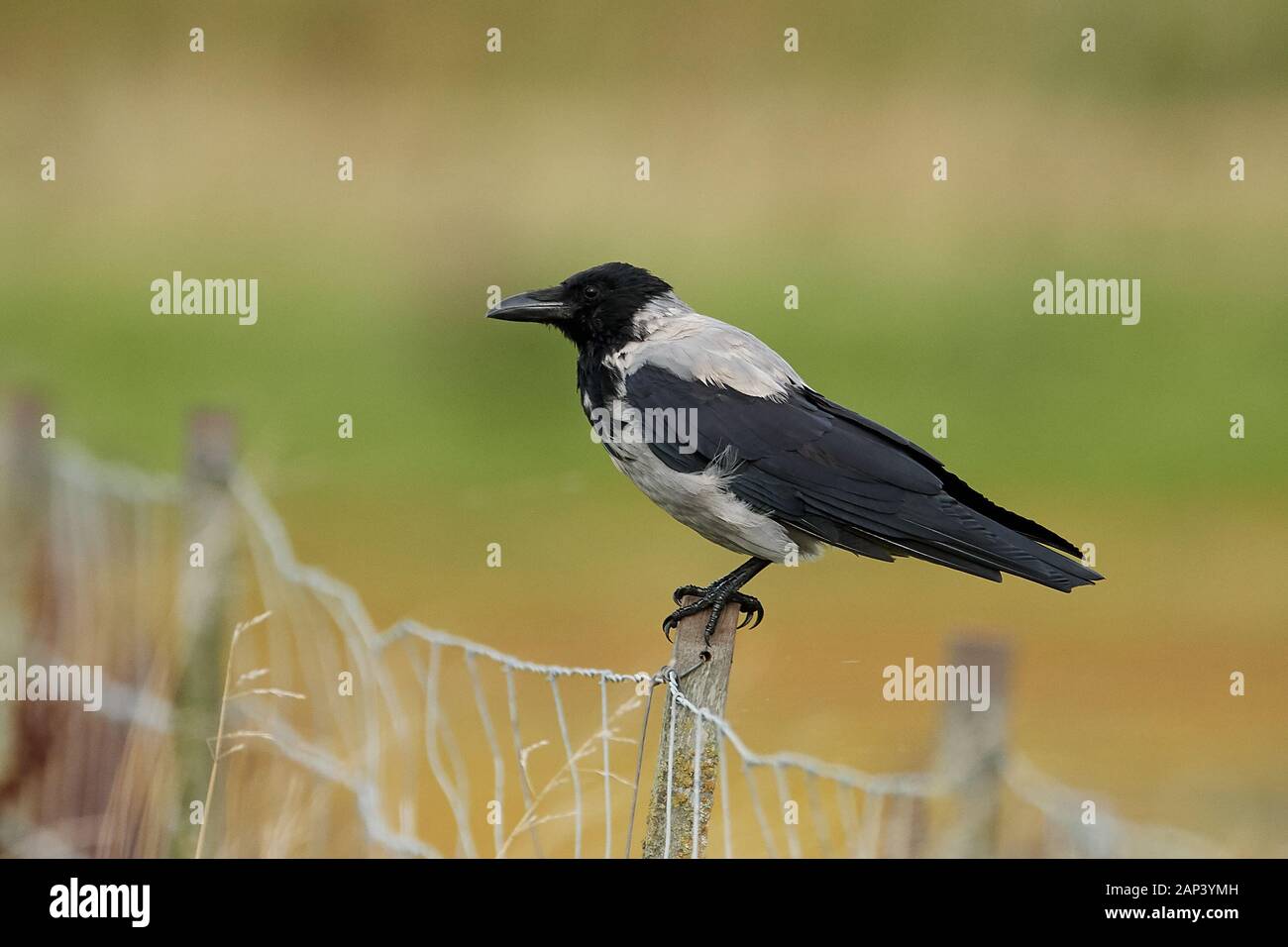 Hooded crow sitting on a fence Stock Photo - Alamy