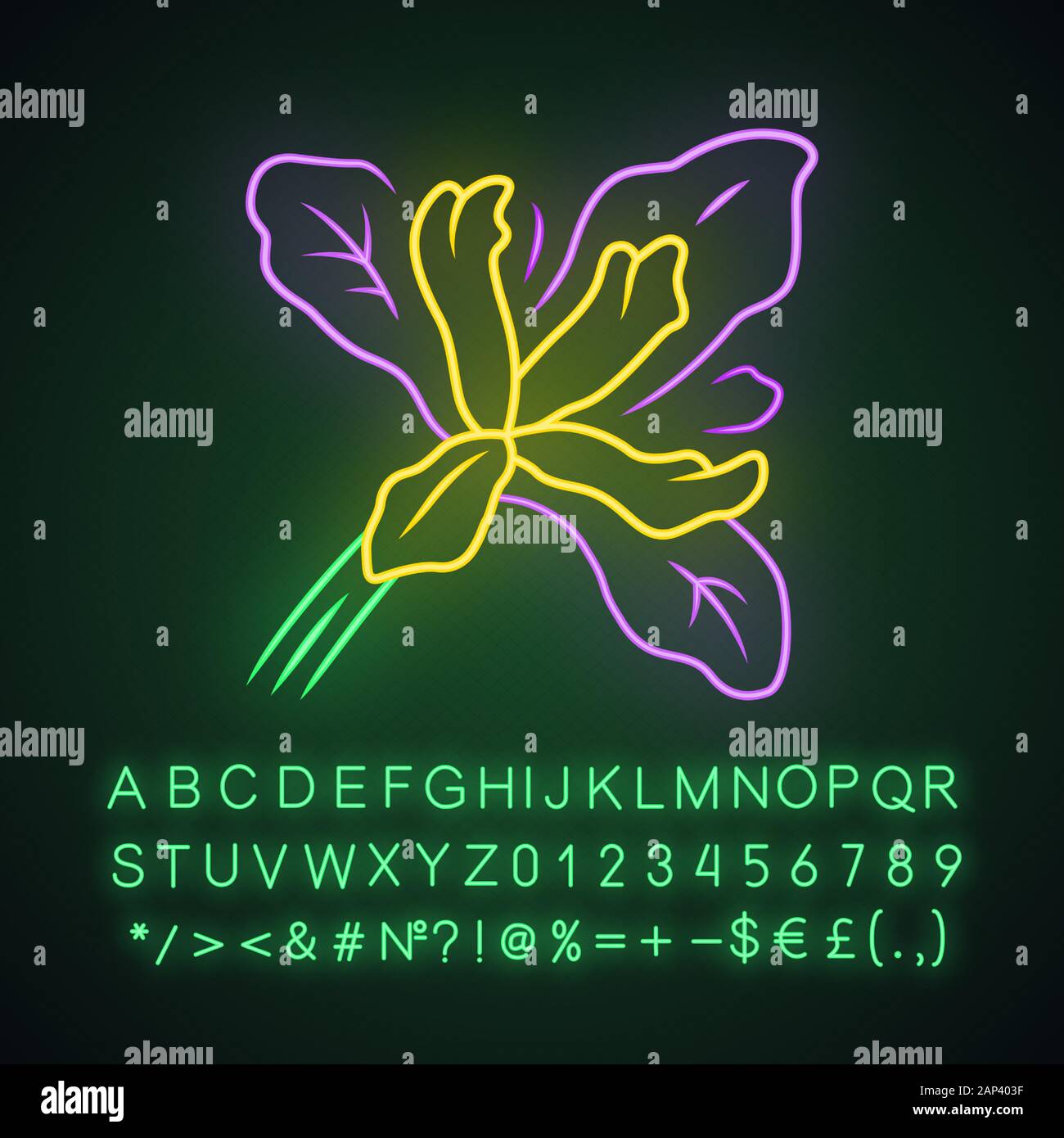 Douglas iris plant neon light icon. California blooming wildflower ...