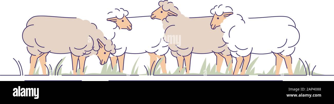 Flock of sheeps on pasture flat vector illustration. Livestock farming ...