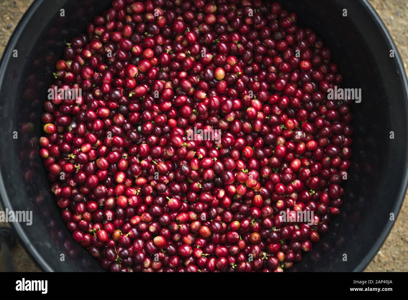 Fresh red coffee red cherry coffee bean - tree coffee - fruit Stock ...