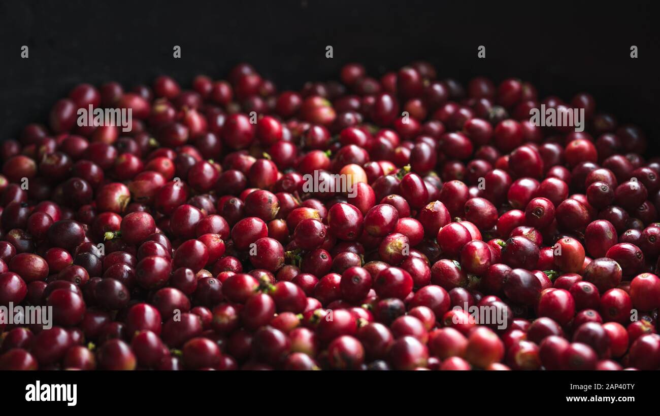 Fresh red coffee red cherry coffee bean - tree coffee - fruit Stock ...